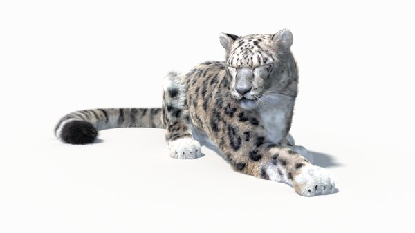 3D snow leopard animation model - TurboSquid 1487680