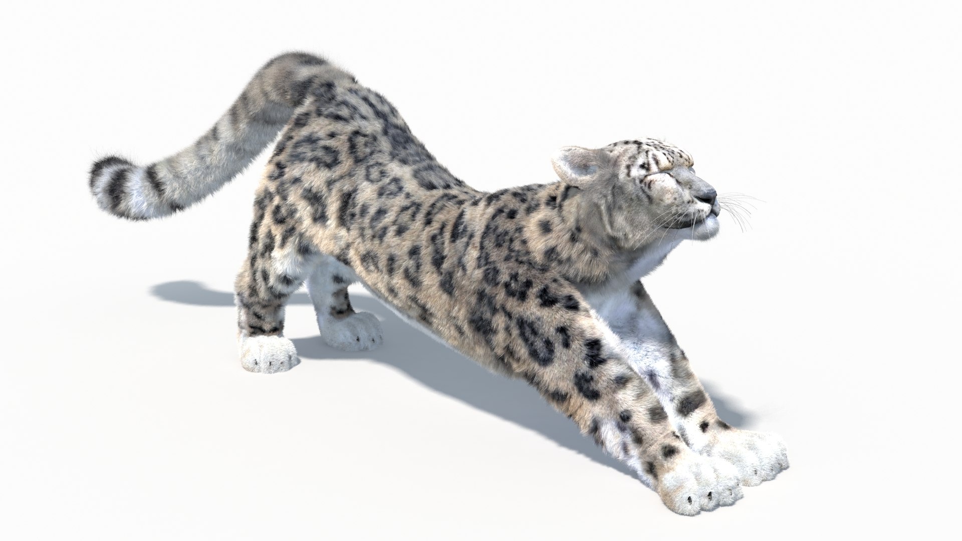3D snow leopard animation model - TurboSquid 1487680