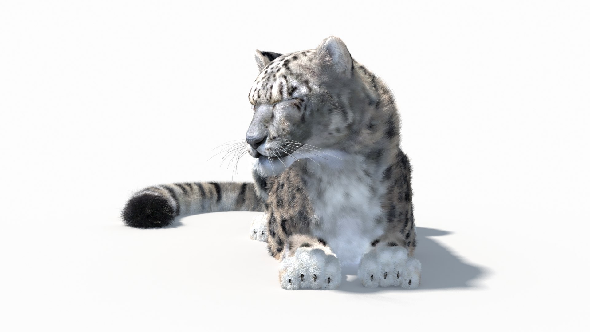 3D snow leopard animation model - TurboSquid 1487680