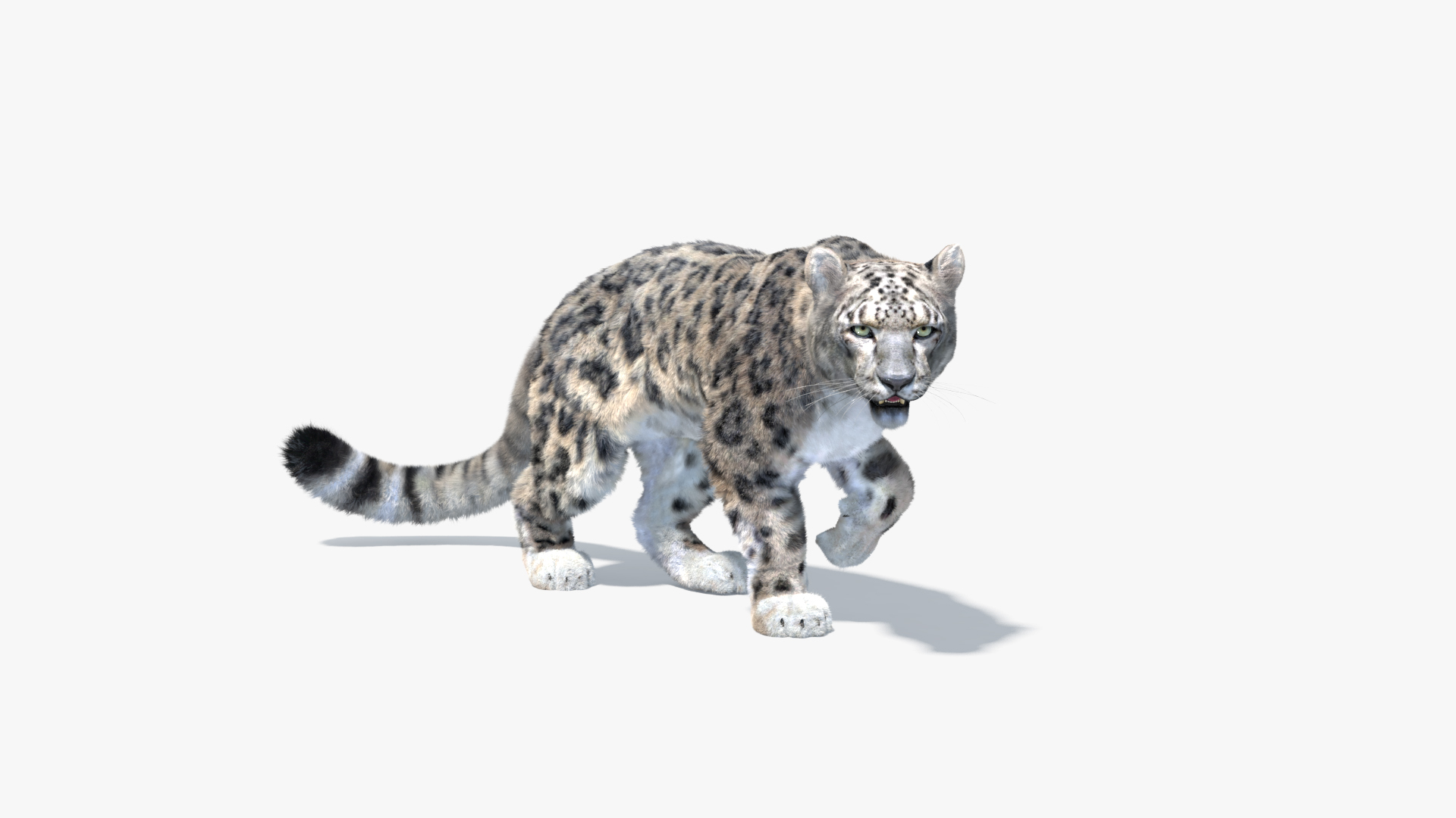 3D snow leopard animation model - TurboSquid 1487680