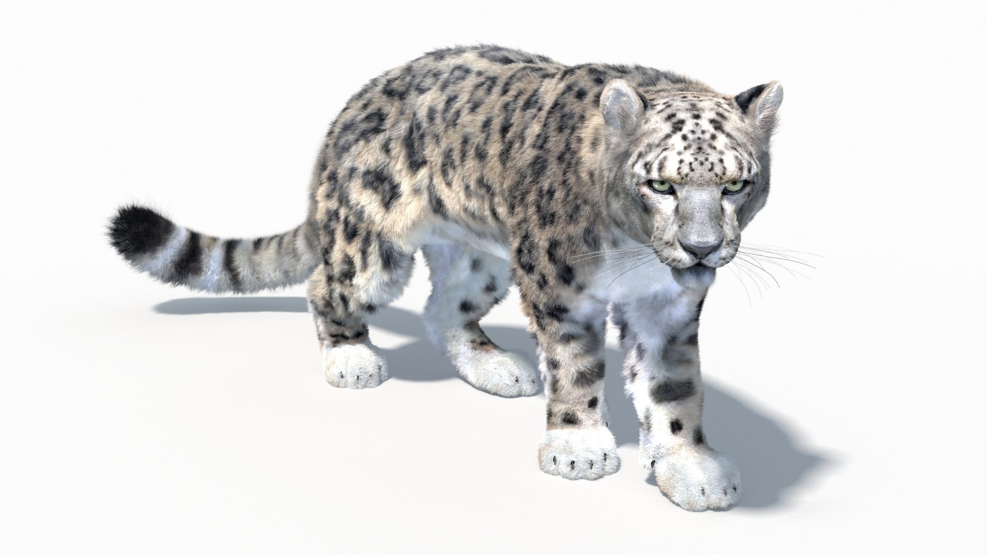 3D snow leopard animation model - TurboSquid 1487680