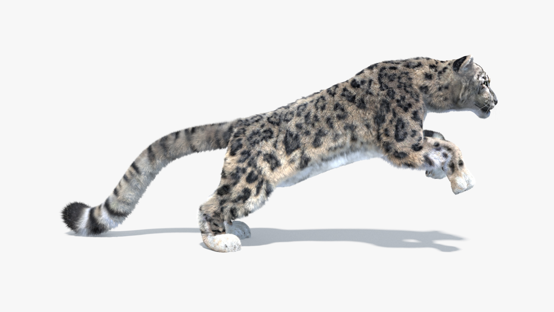 3D snow leopard animation model - TurboSquid 1487680