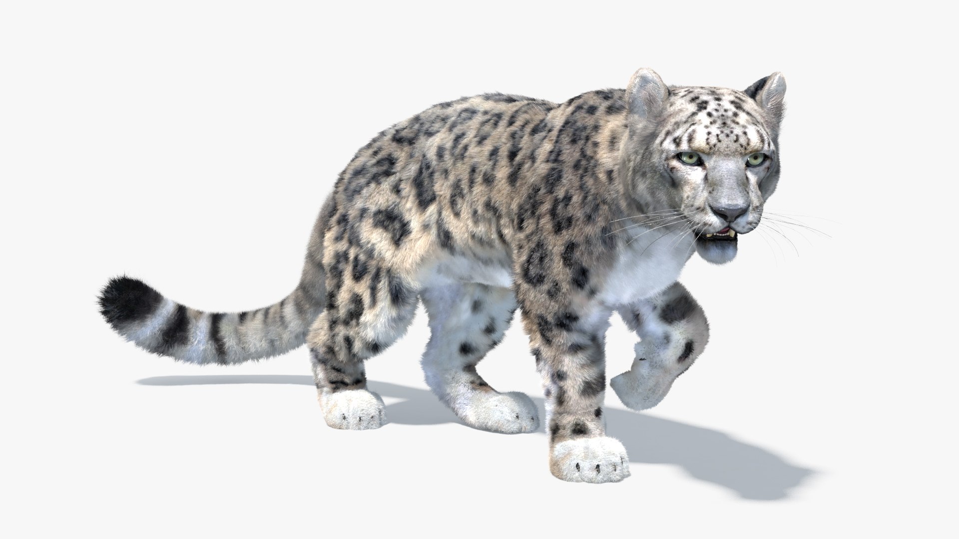 3D snow leopard animation model - TurboSquid 1487680