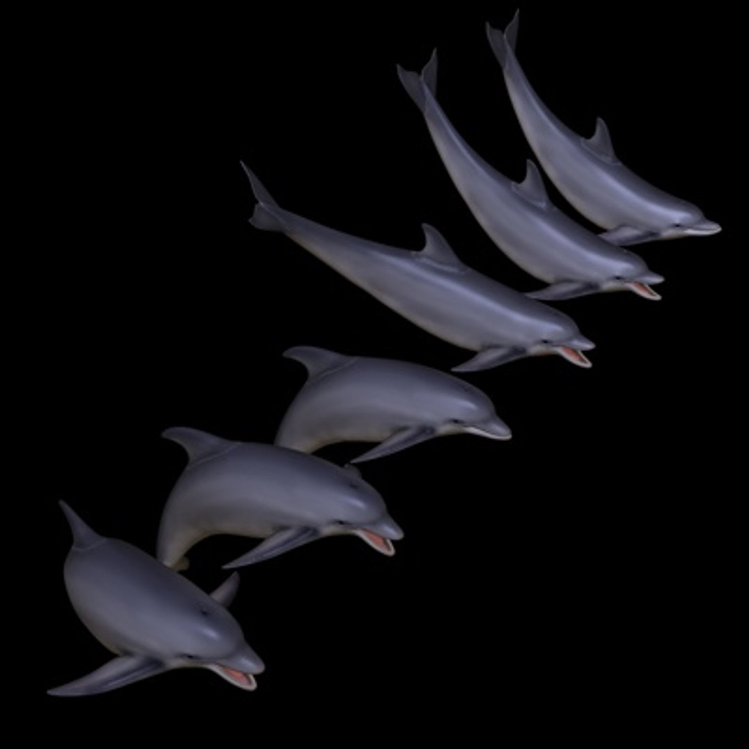 Dolphin Delfine 3d Model