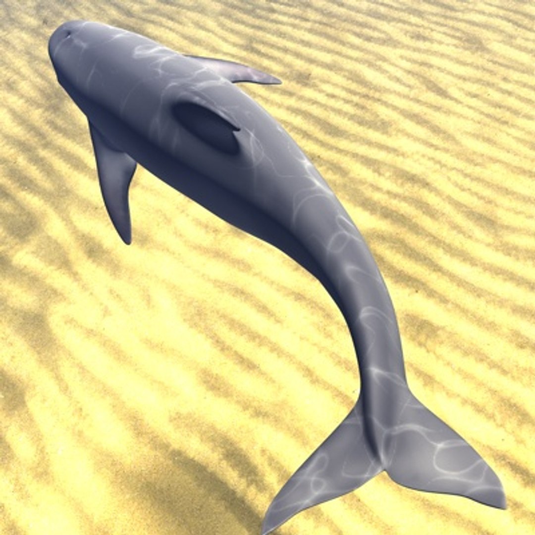 Dolphin Delfine 3d Model