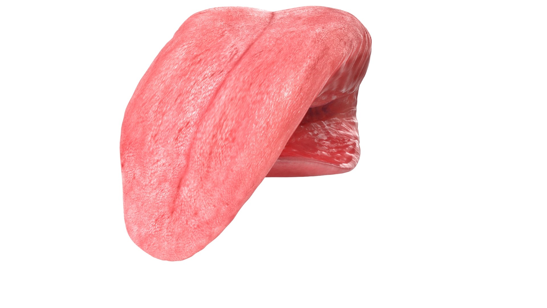 3D Realistic Human Tongue Rig 3ds MAX - TurboSquid 1904920