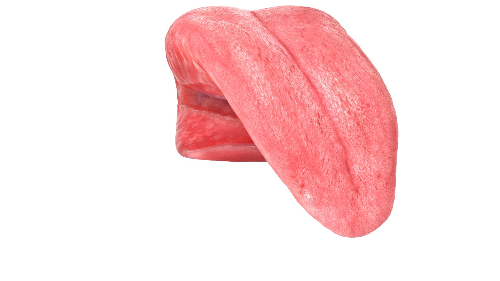 3D Realistic Human Tongue Rig 3ds MAX - TurboSquid 1904920