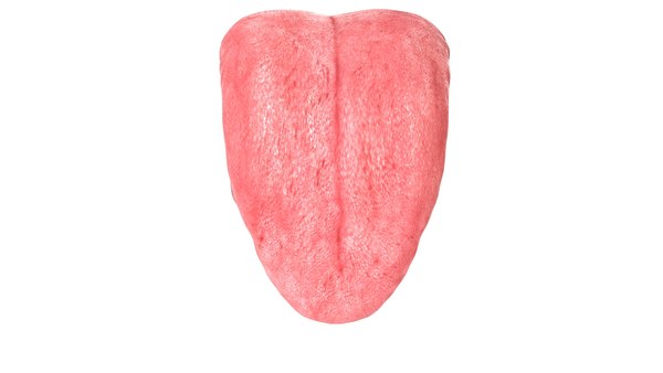 3D Realistic Human Tongue Rig 3ds MAX - TurboSquid 1904920