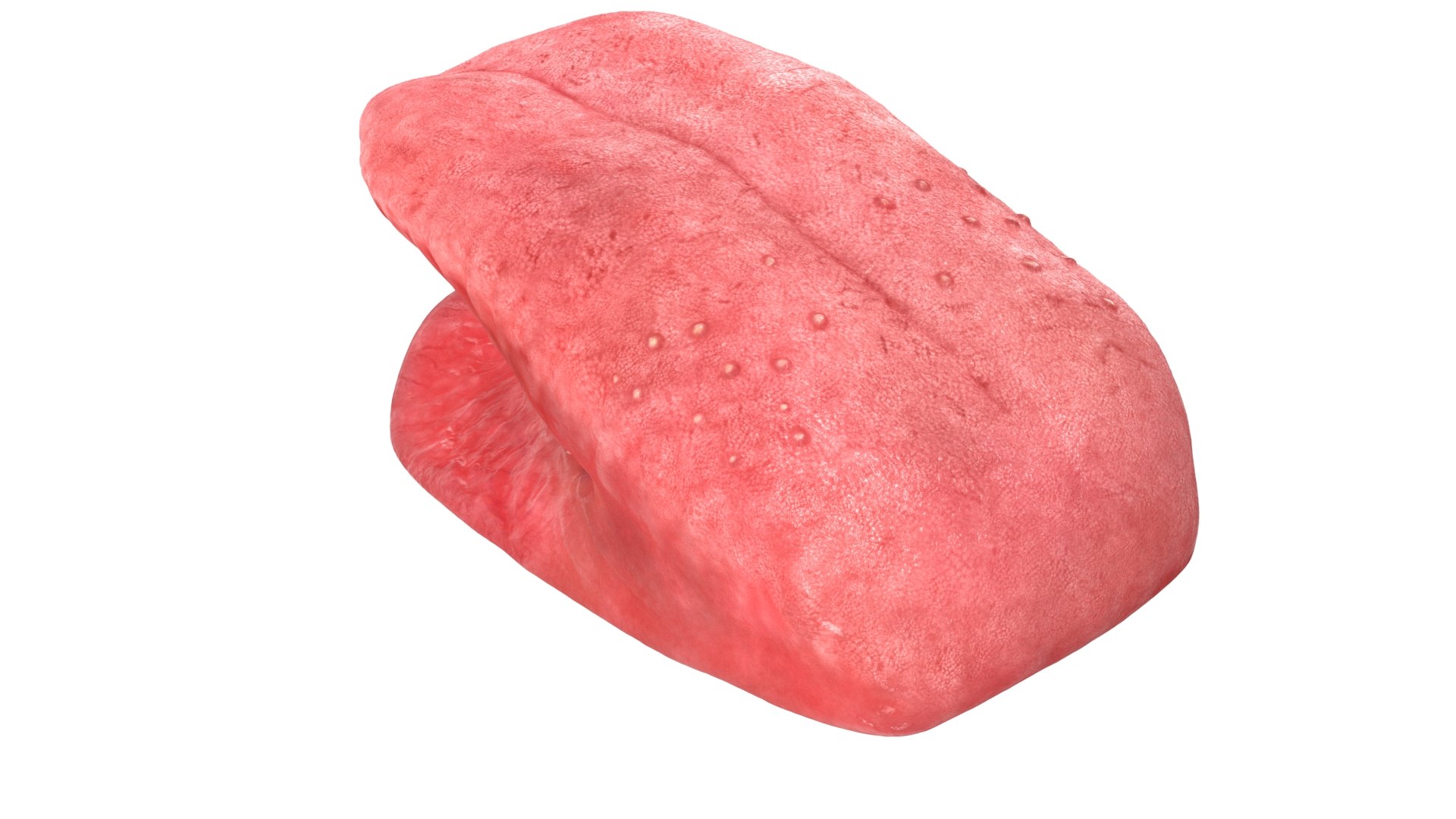 3D Realistic Human Tongue Rig 3ds MAX - TurboSquid 1904920