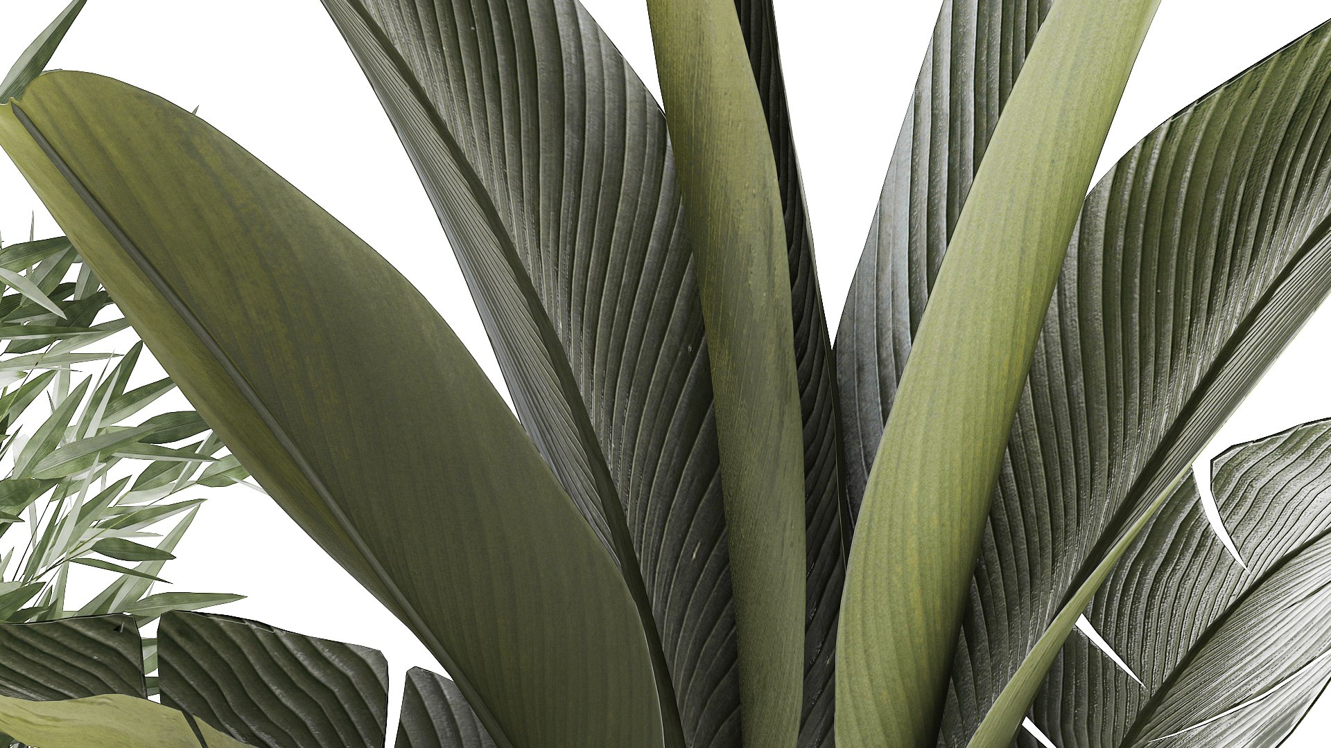 3D Beautiful Plants Bamboo Palm Banana In Flower Pots 1352 Model ...