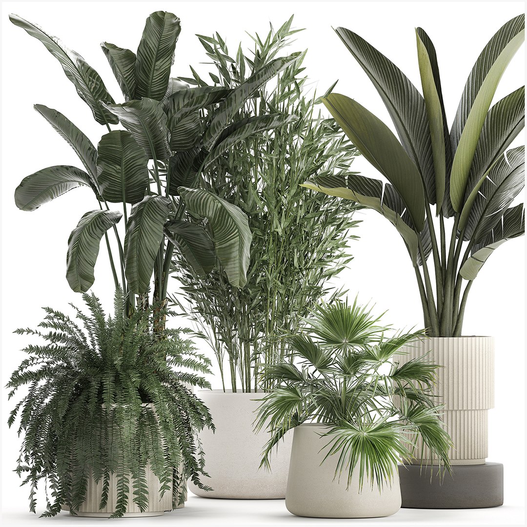 3D Beautiful plants Bamboo palm banana in flower pots 1352 model ...