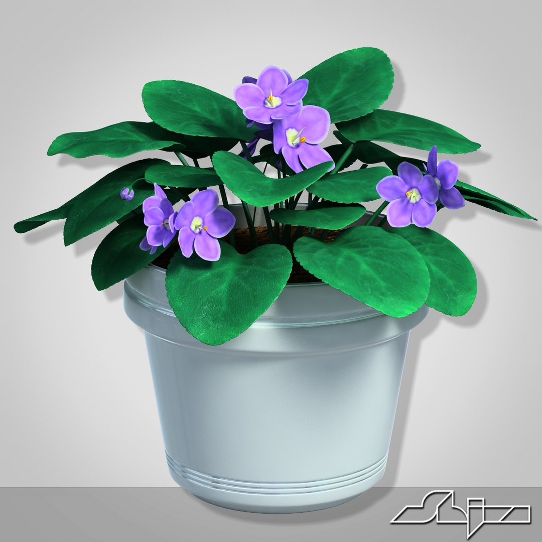 house plant violet flower 3d model
