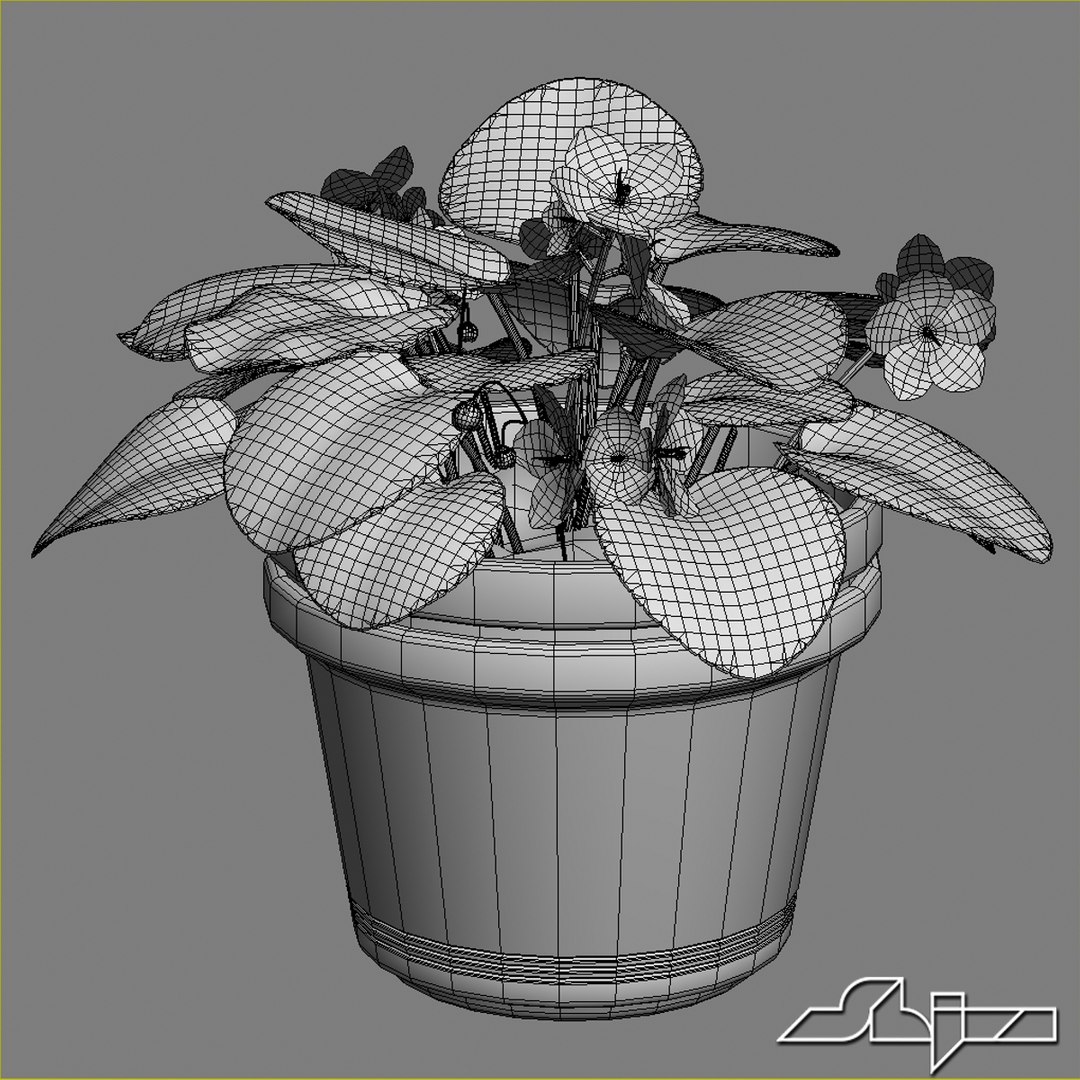 house plant violet flower 3d model