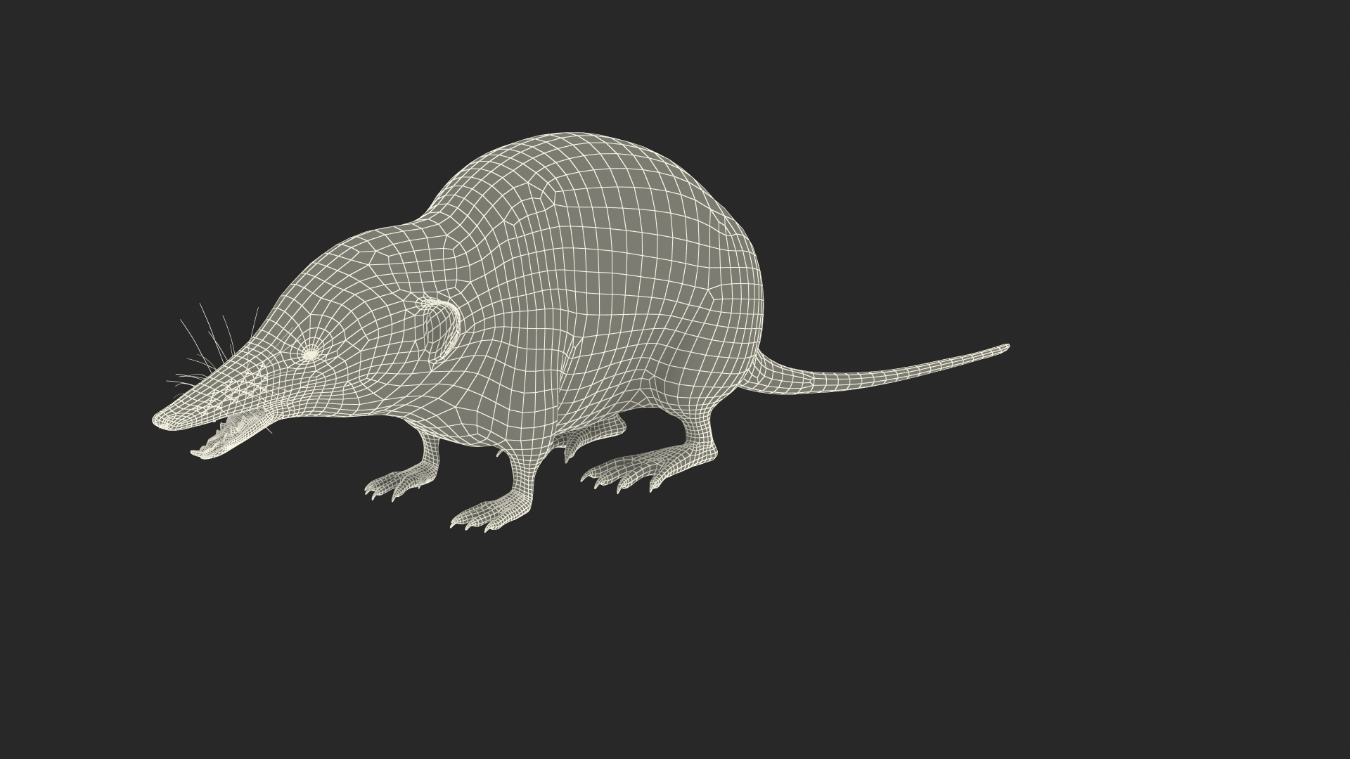 Shrew Base Pose Fur model - TurboSquid 2164170