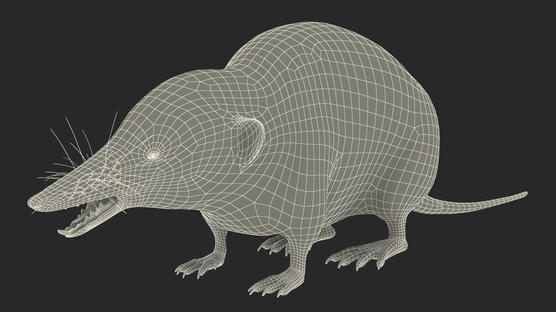 Shrew Base Pose Fur model - TurboSquid 2164170