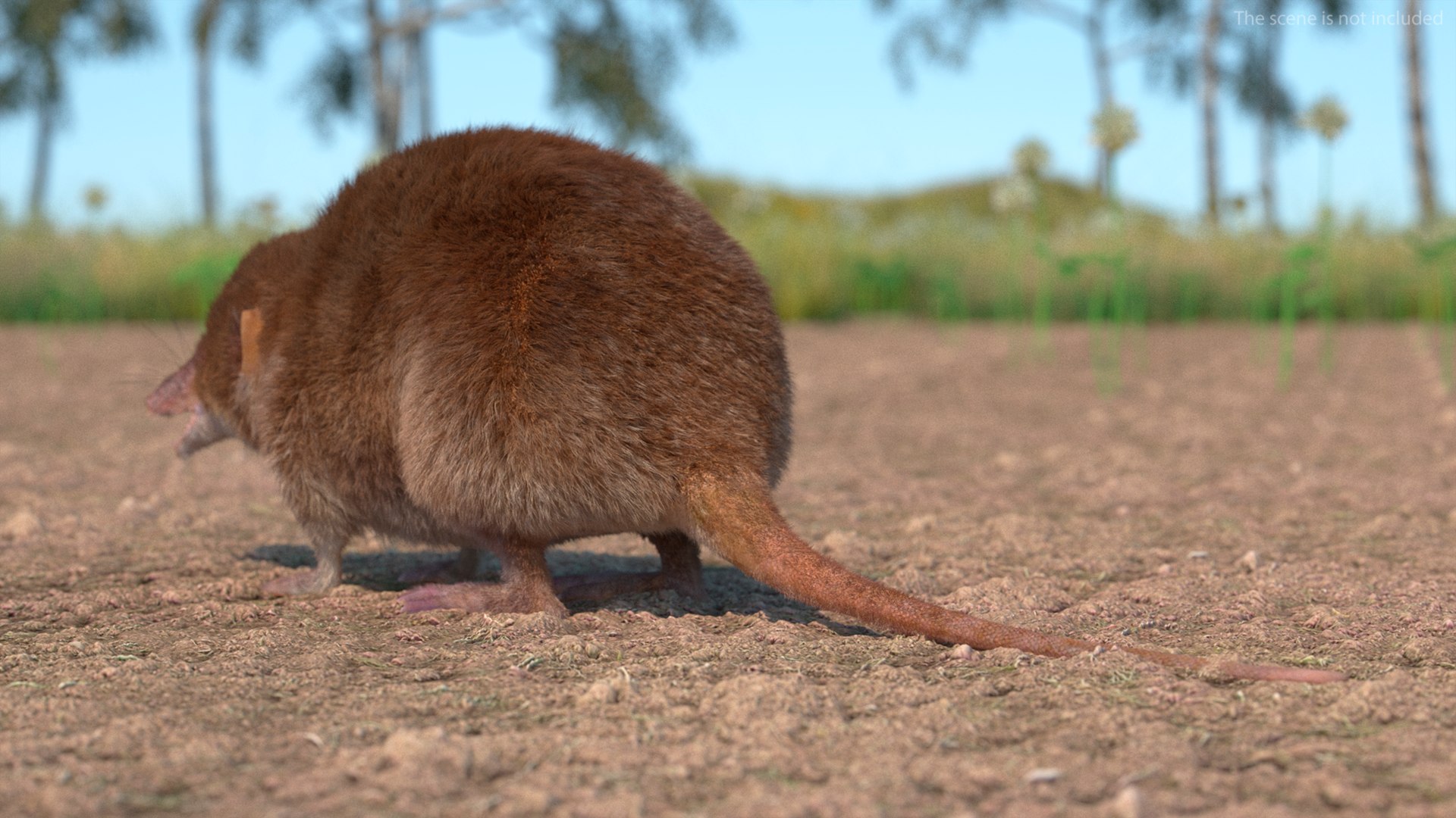 Shrew Base Pose Fur model - TurboSquid 2164170