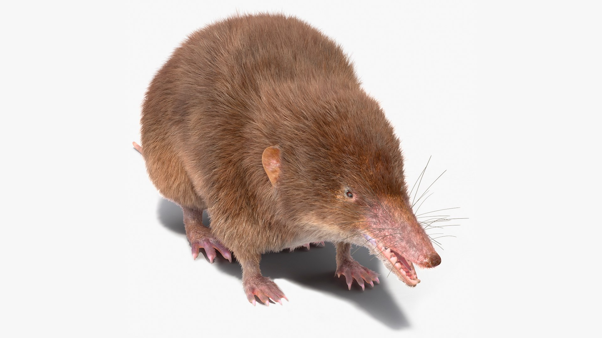 Shrew Base Pose Fur model - TurboSquid 2164170