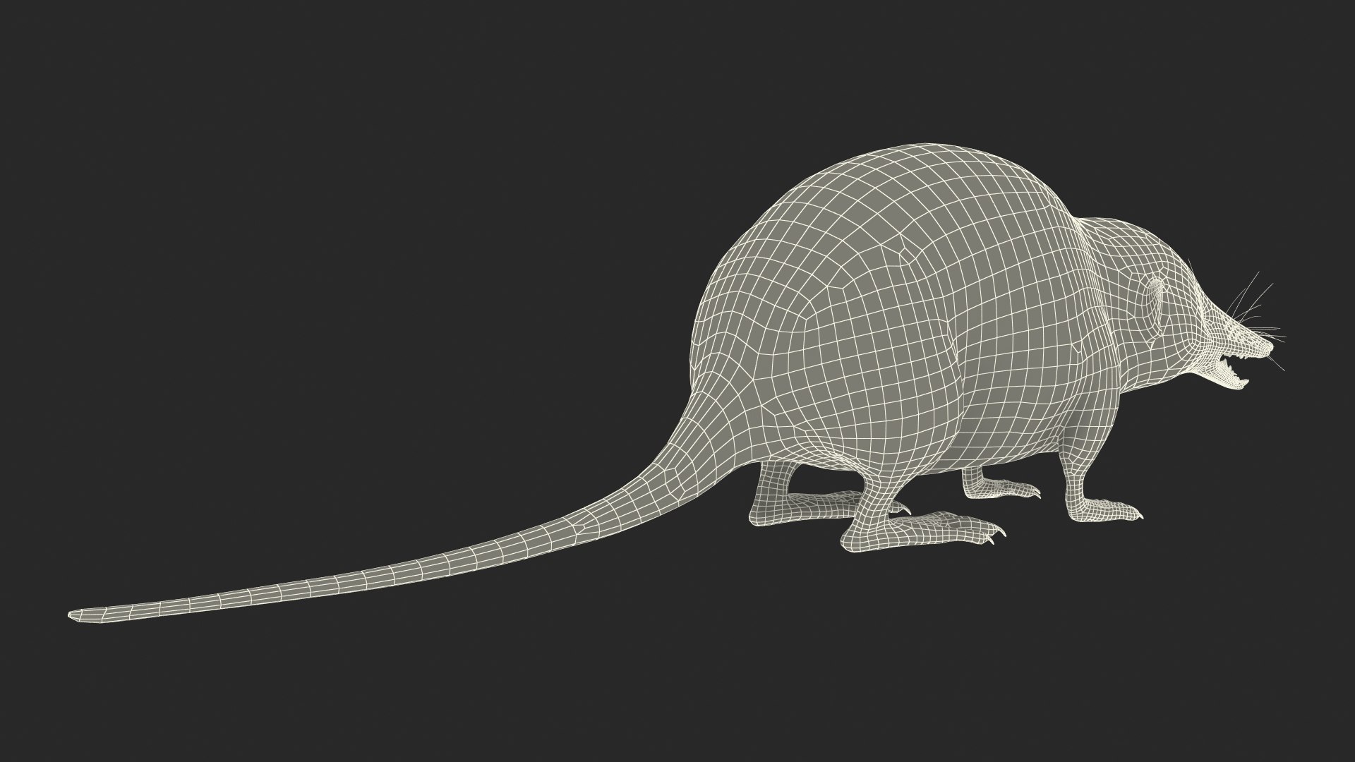Shrew Base Pose Fur model - TurboSquid 2164170