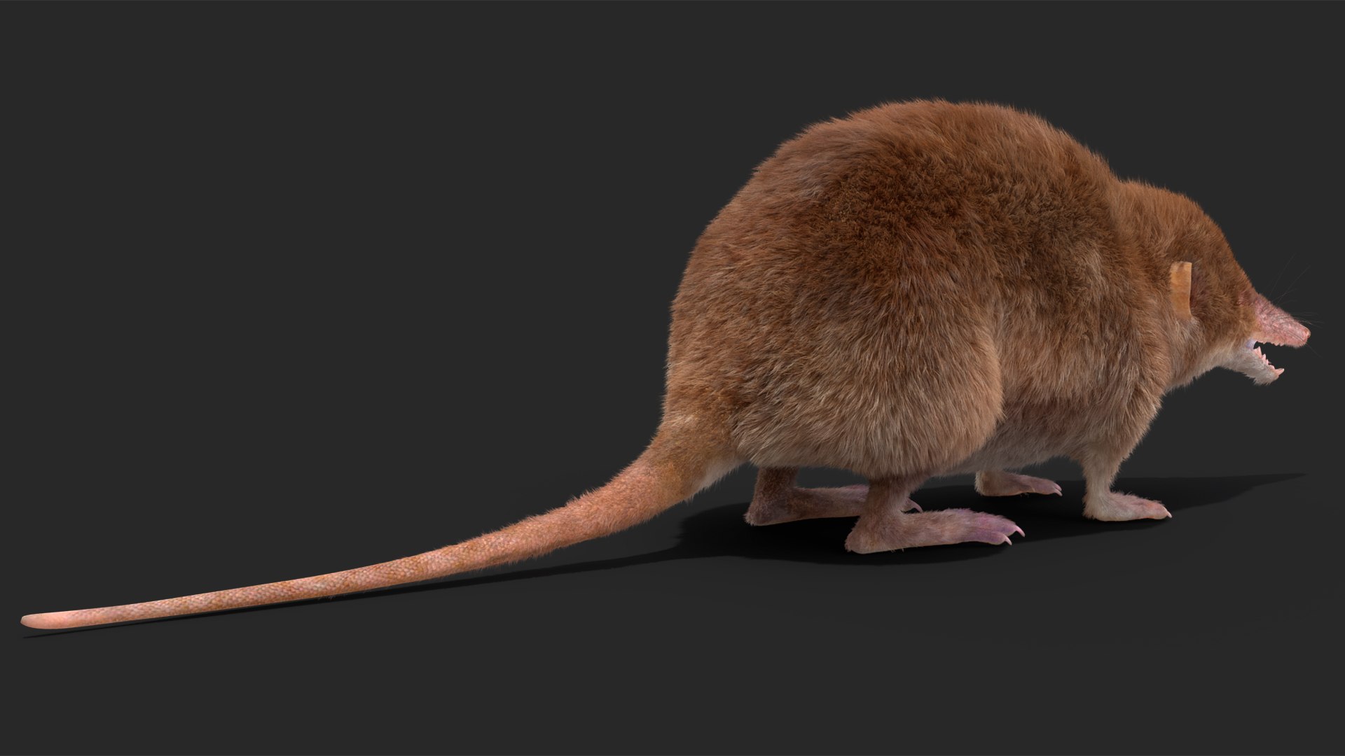 Shrew Base Pose Fur model - TurboSquid 2164170