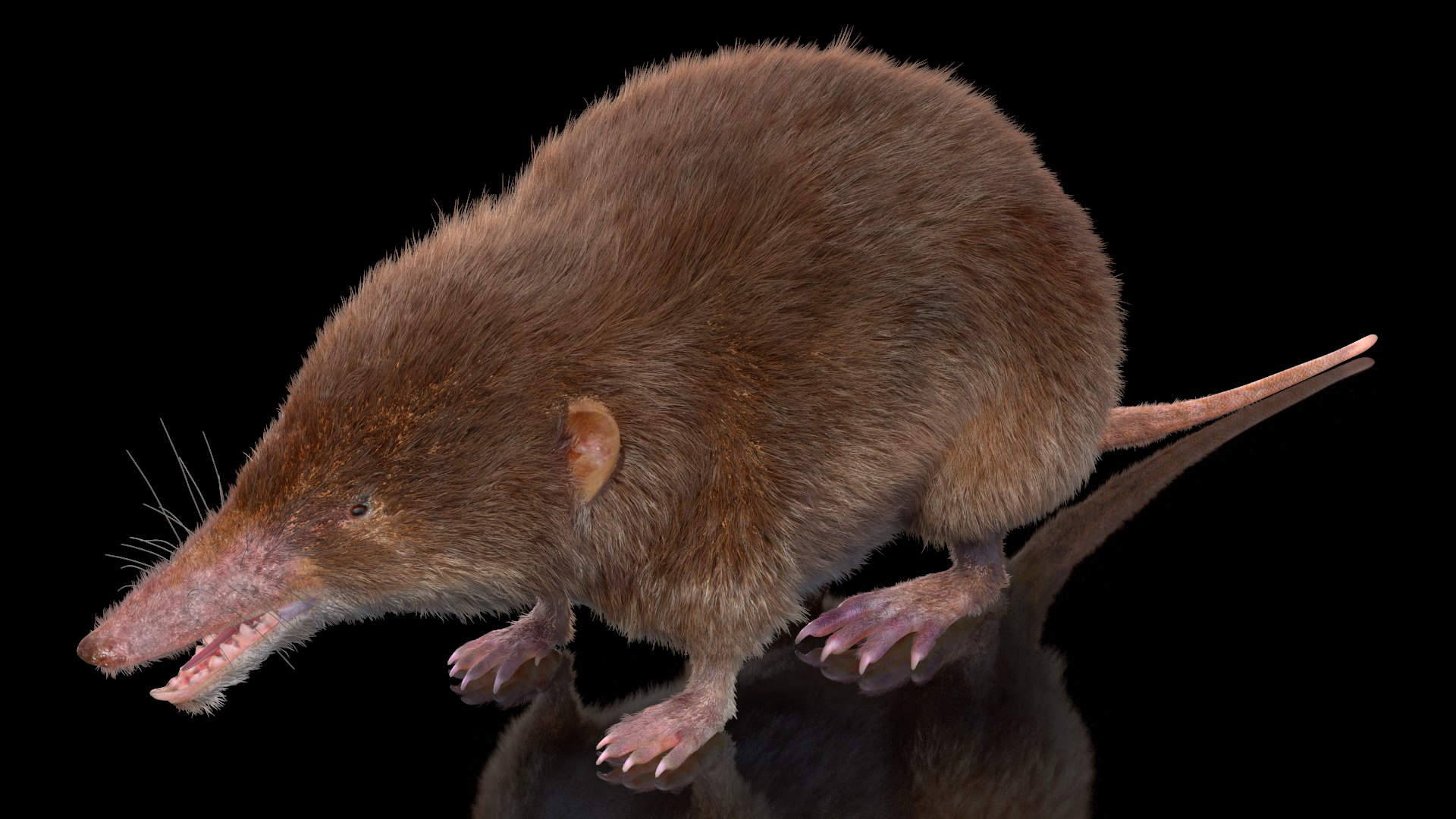 Shrew Base Pose Fur model - TurboSquid 2164170