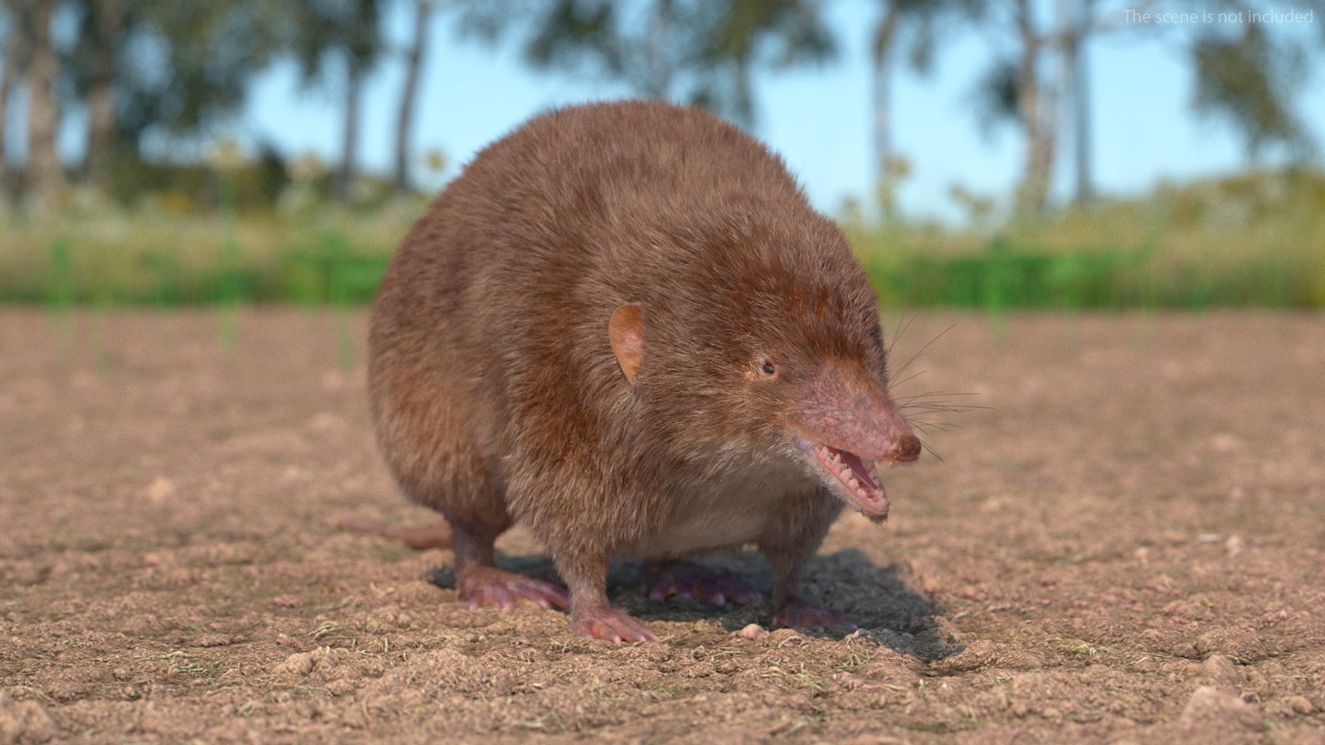 Shrew Base Pose Fur model - TurboSquid 2164170