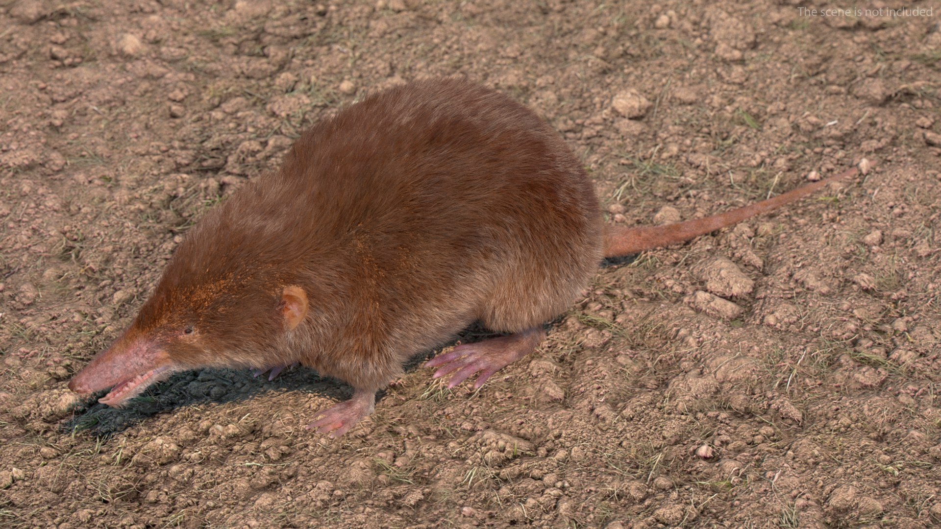 Shrew Base Pose Fur model - TurboSquid 2164170