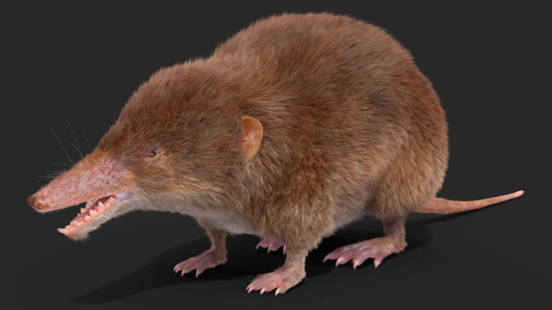 Shrew Base Pose Fur model - TurboSquid 2164170