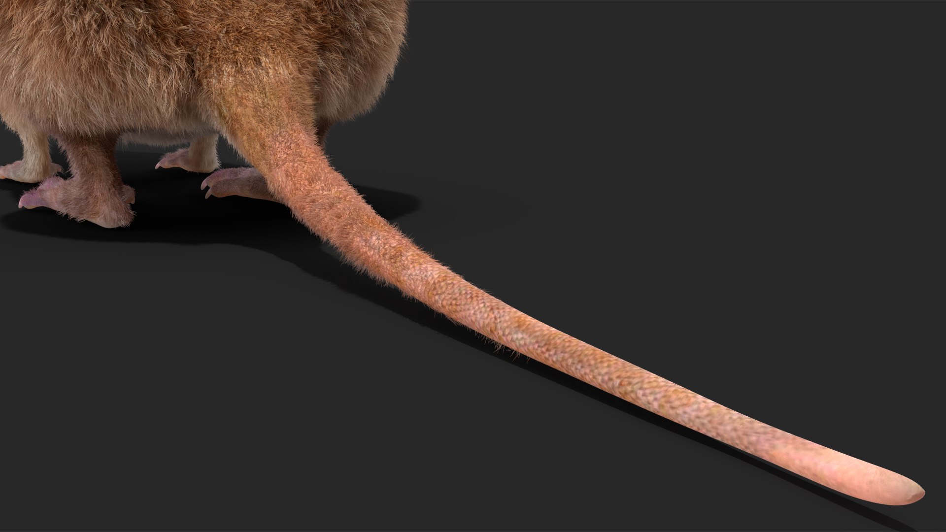 Shrew Base Pose Fur model - TurboSquid 2164170