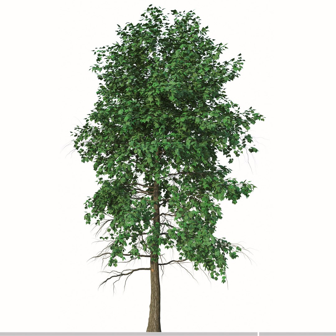 Set Of Acer Buergerianum Or Trident Maple Trees 3D Model - TurboSquid ...