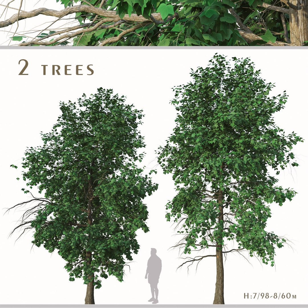 Set Of Acer Buergerianum Or Trident Maple Trees 3D Model - TurboSquid ...