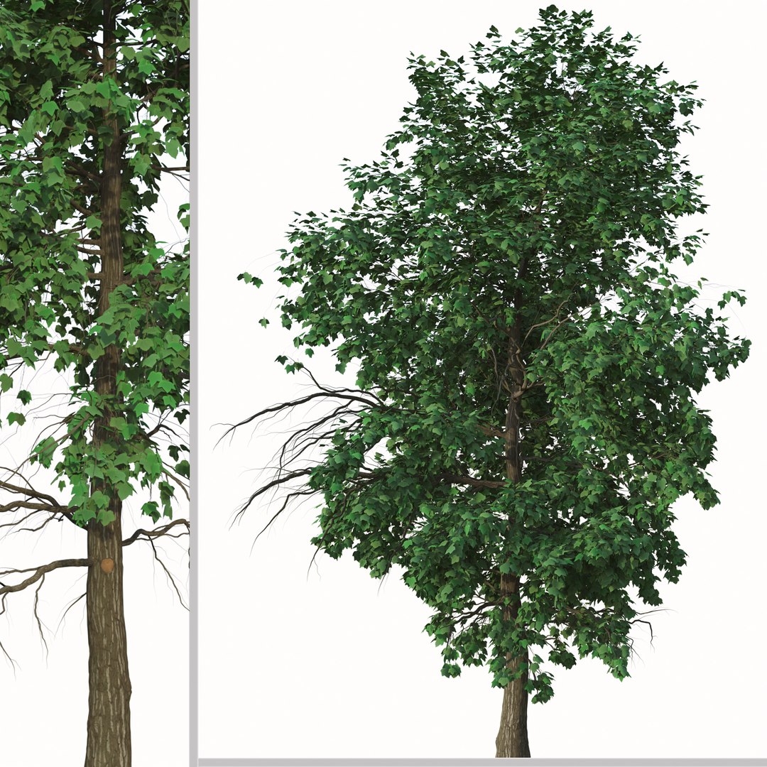 Set Of Acer Buergerianum Or Trident Maple Trees 3D Model - TurboSquid ...