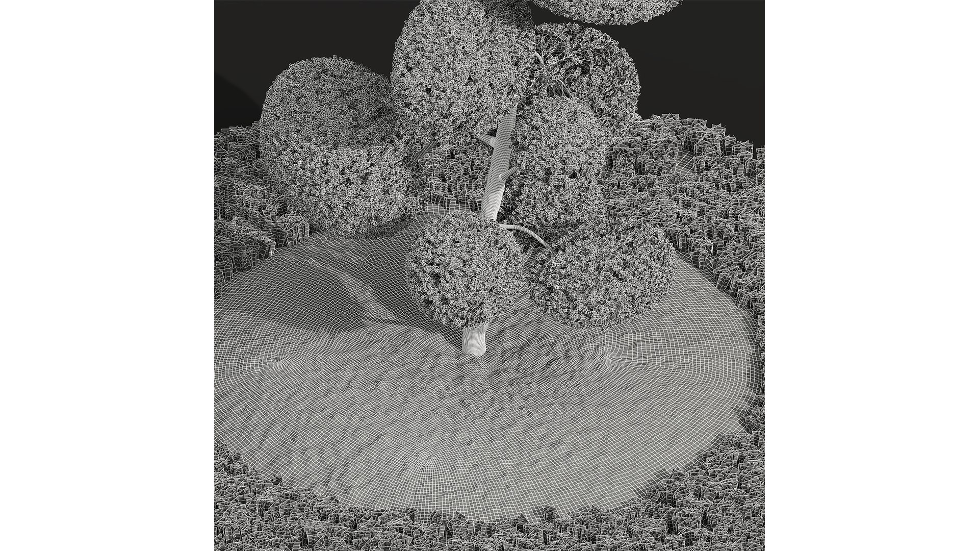 3D New Plant Ficus Concinna Bonsai Pruned - TurboSquid 2186804