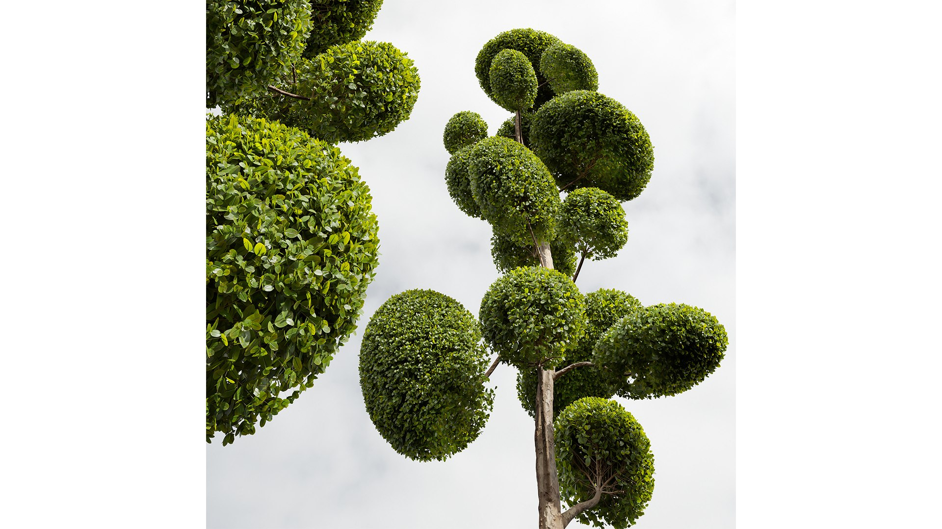 3D New Plant Ficus Concinna Bonsai Pruned - TurboSquid 2186804