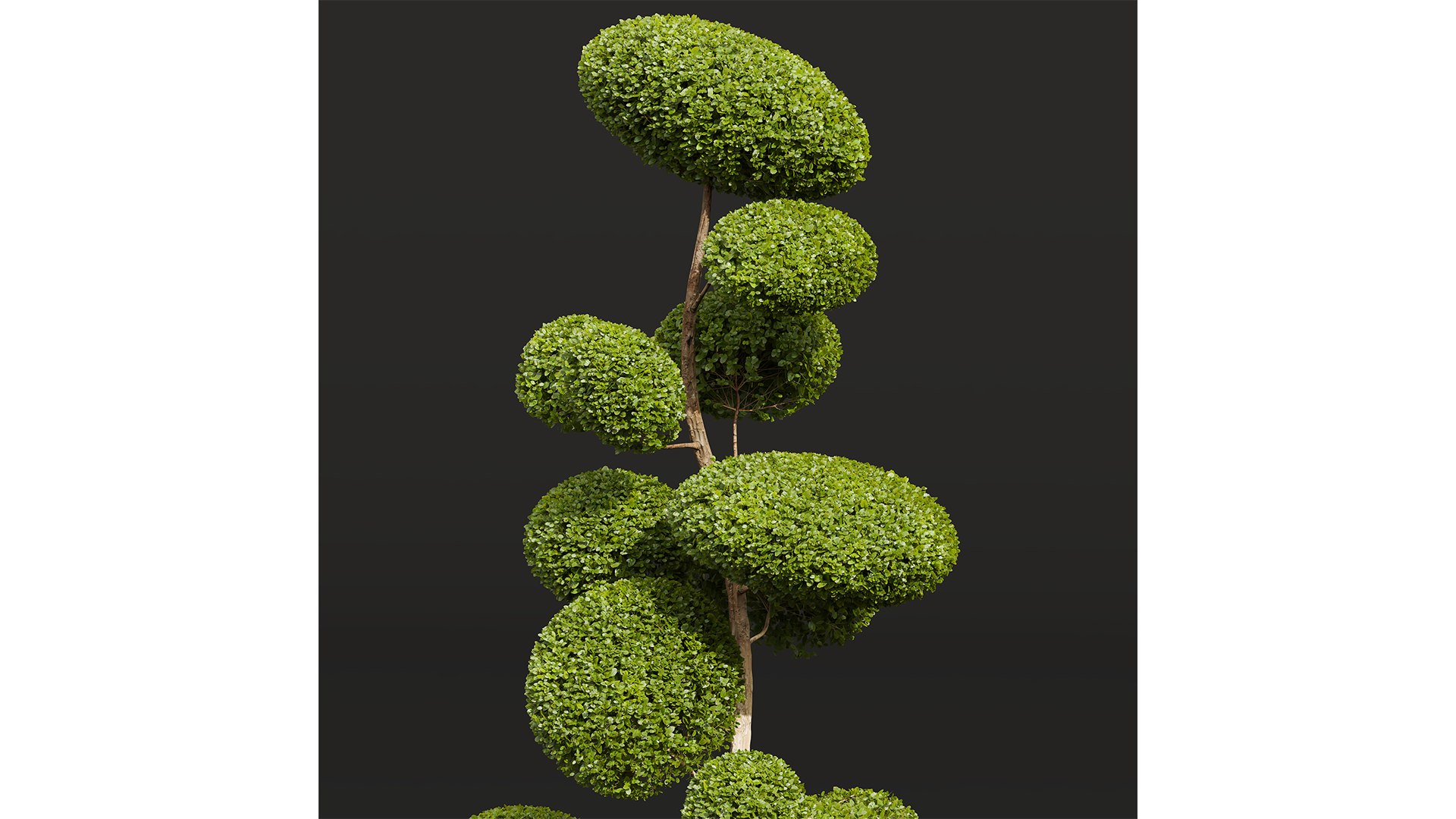 3D New Plant Ficus Concinna Bonsai Pruned - TurboSquid 2186804