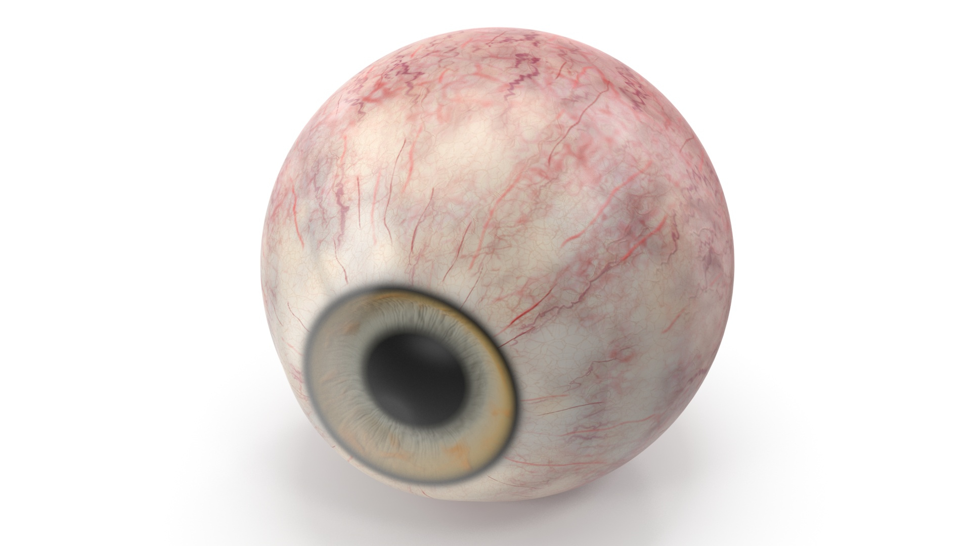 Realistic Animal Eyes Collection 2 3D Model - TurboSquid 2207612