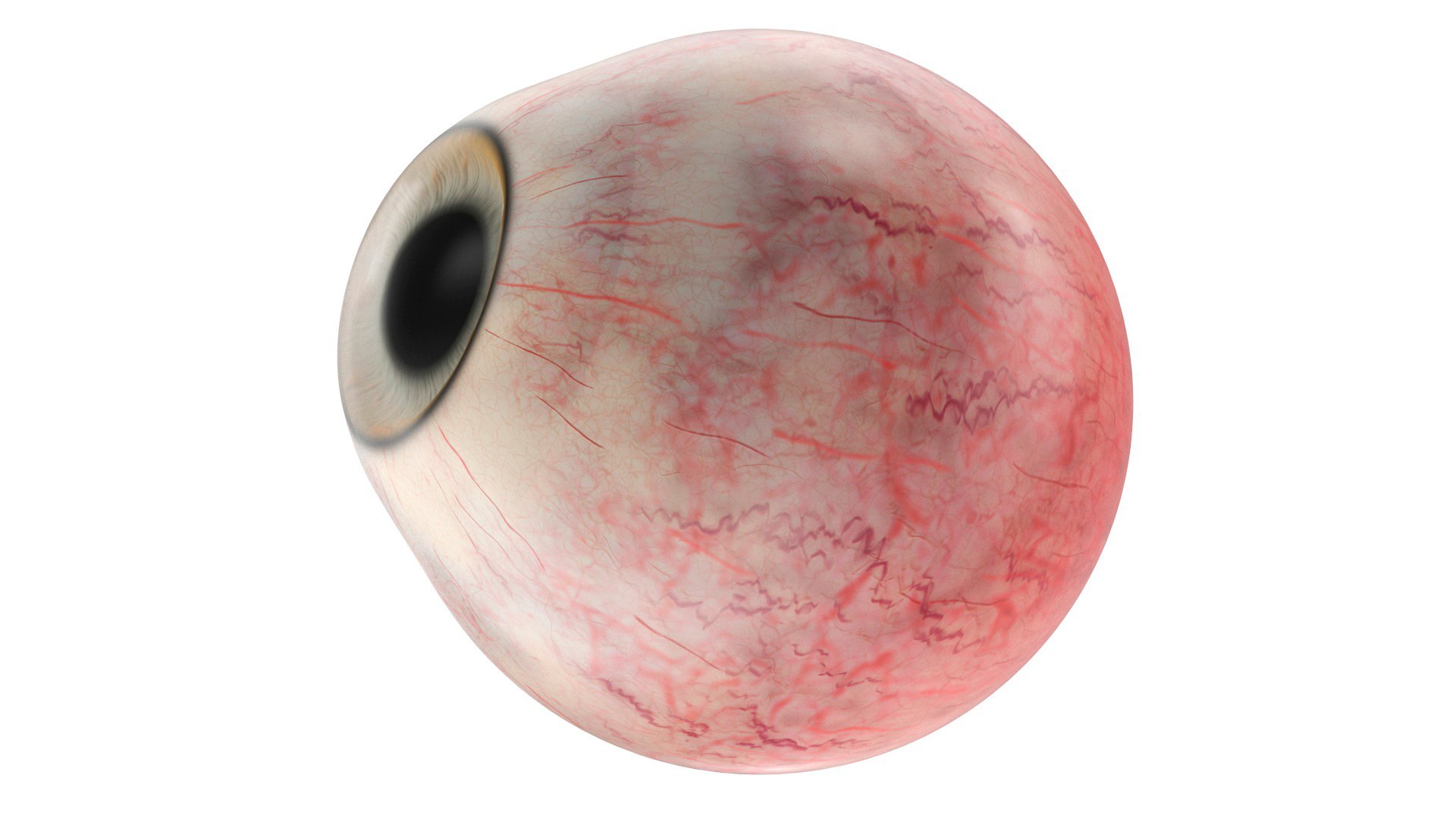 Realistic Animal Eyes Collection 2 3D Model - TurboSquid 2207612