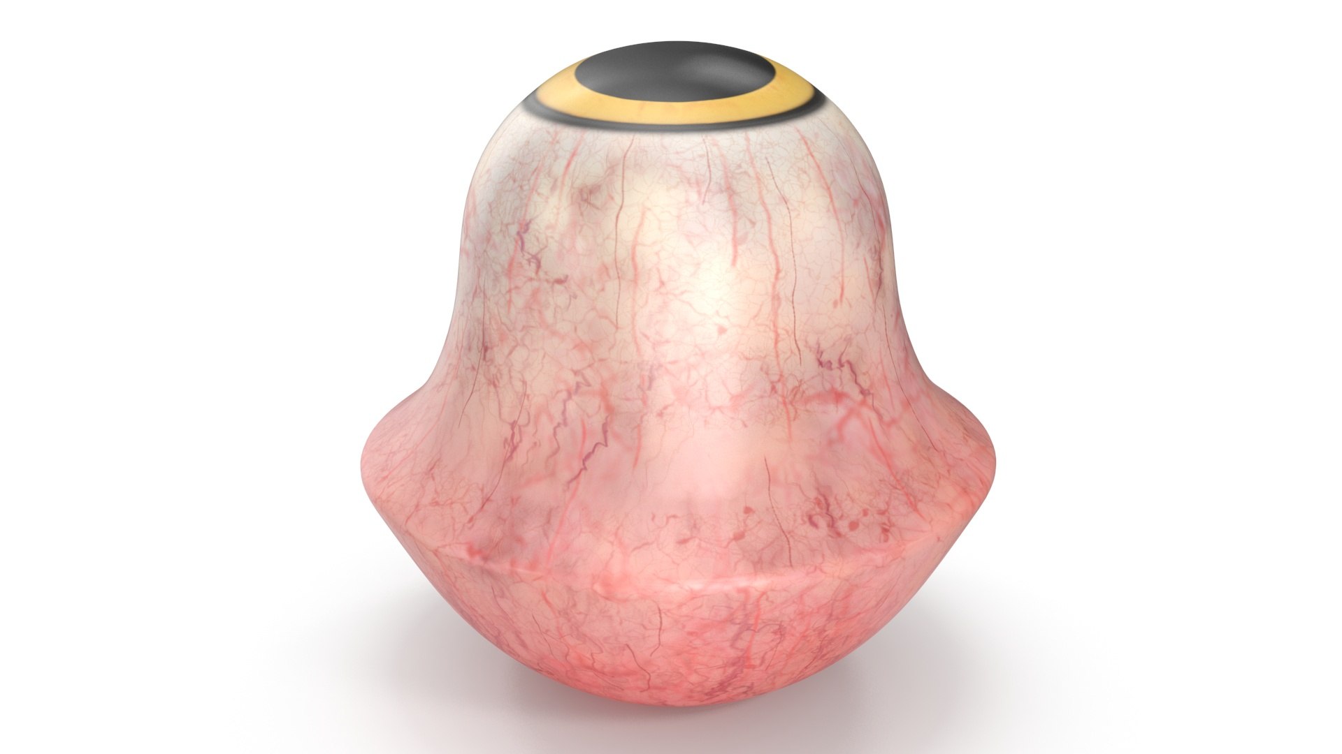 Realistic Animal Eyes Collection 2 3D Model - TurboSquid 2207612