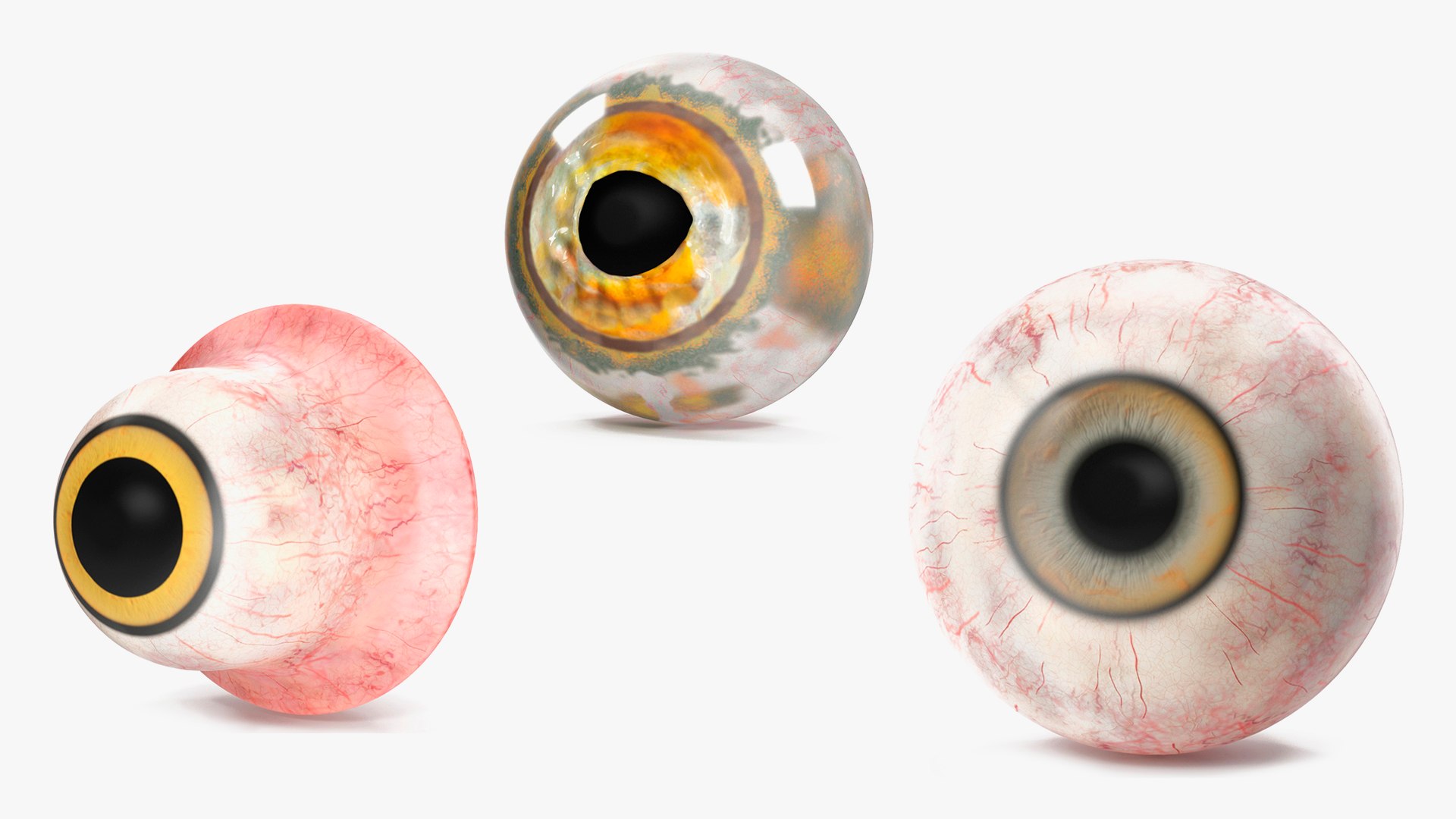 Realistic Animal Eyes Collection 2 3D Model - TurboSquid 2207612