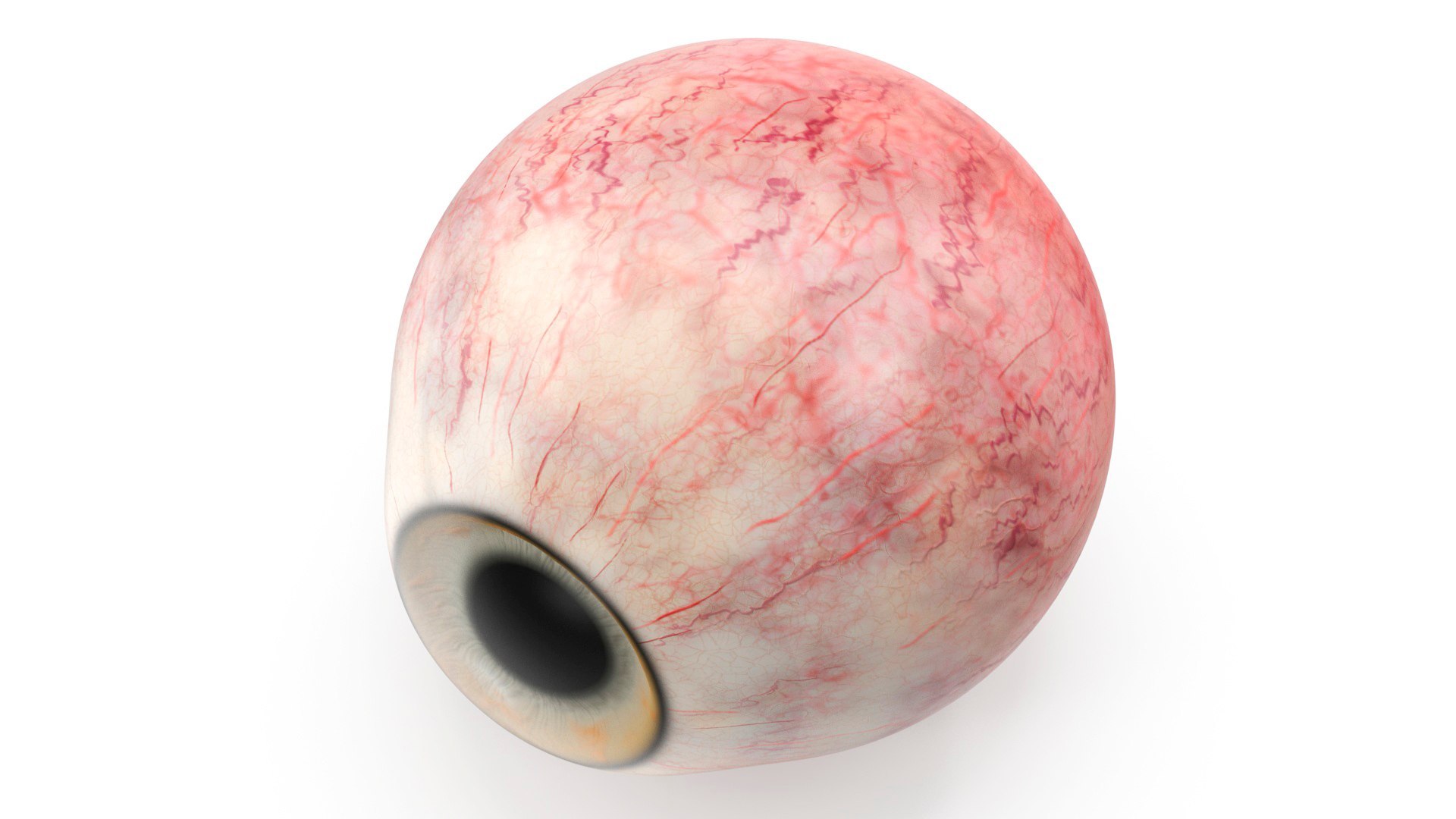 Realistic Animal Eyes Collection 2 3D Model - TurboSquid 2207612