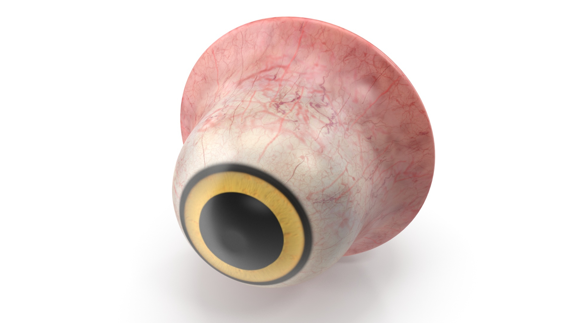 Realistic Animal Eyes Collection 2 3D Model - TurboSquid 2207612