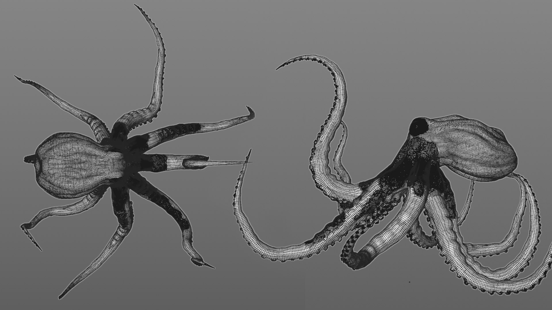 Octopus model - TurboSquid 1887969