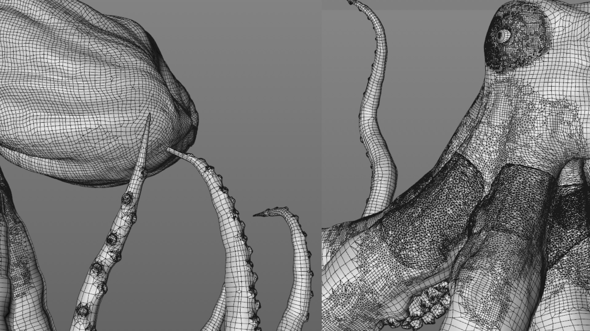 Octopus model - TurboSquid 1887969