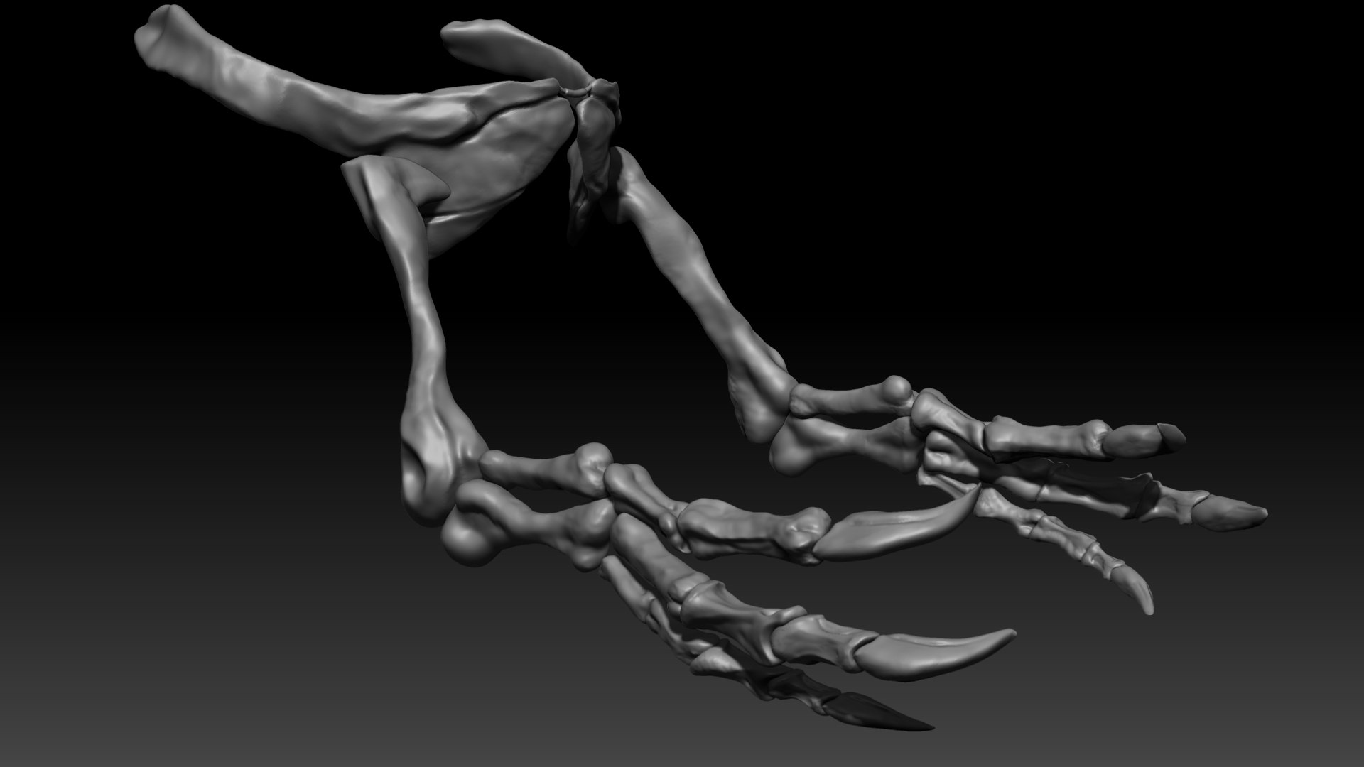 Spinosaurus Arm Skeletons Set 3D Model - TurboSquid 1714689