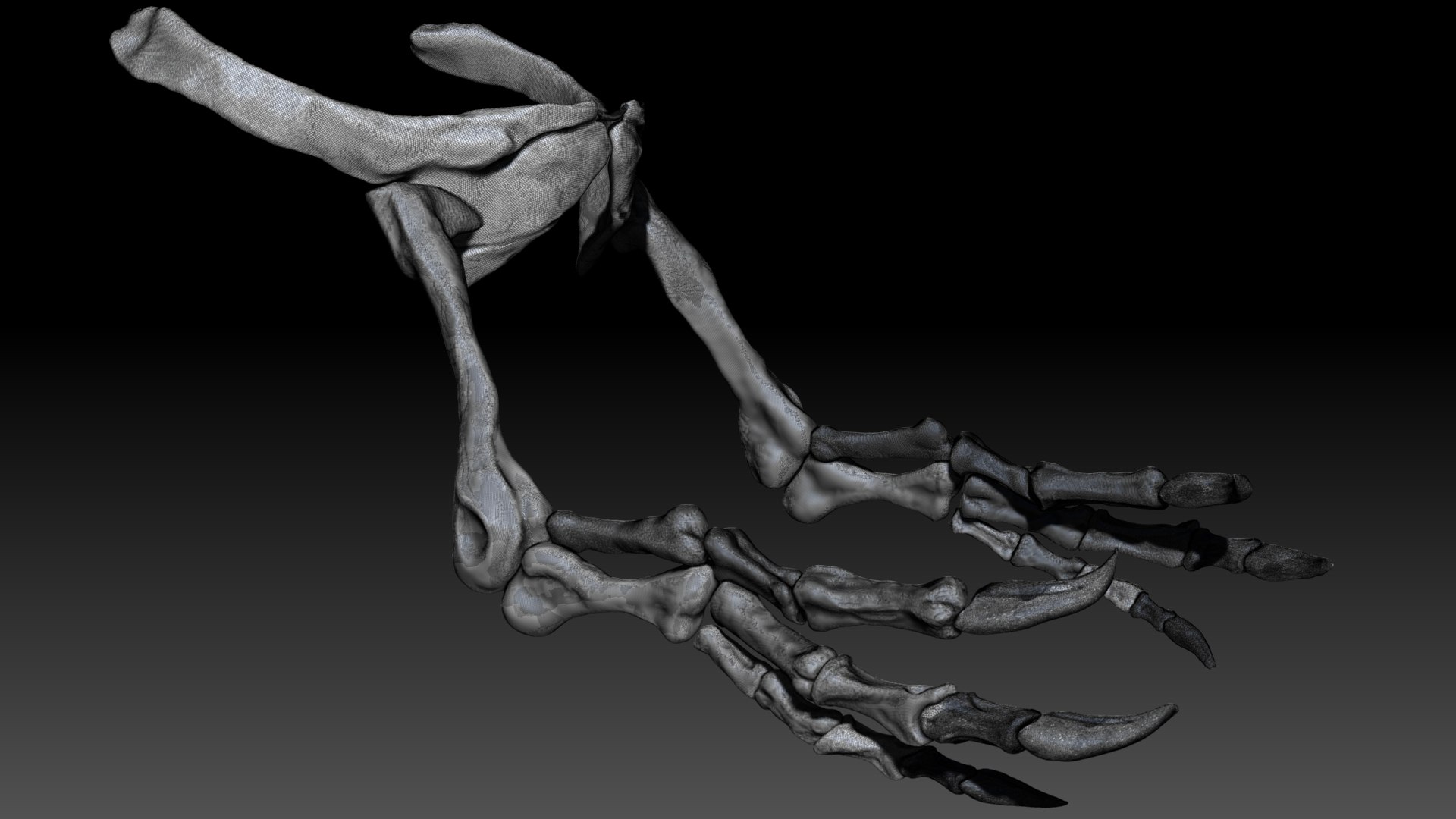Spinosaurus Arm Skeletons Set 3D Model - TurboSquid 1714689