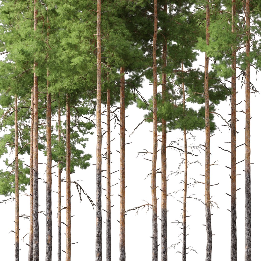 Pinus Sylvestris 04 Model - TurboSquid 1957501