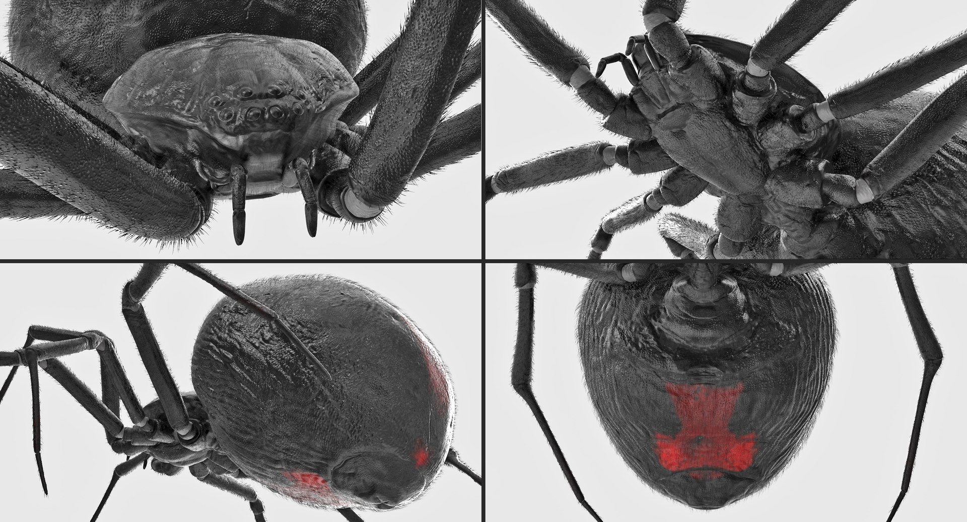 3D Widow Spider Fighting Pose Model - TurboSquid 1164259