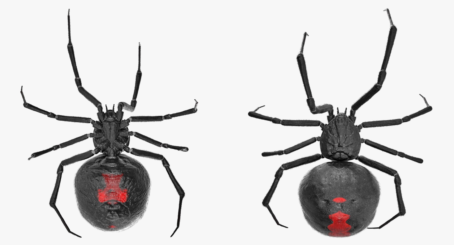 3D Widow Spider Fighting Pose Model - TurboSquid 1164259