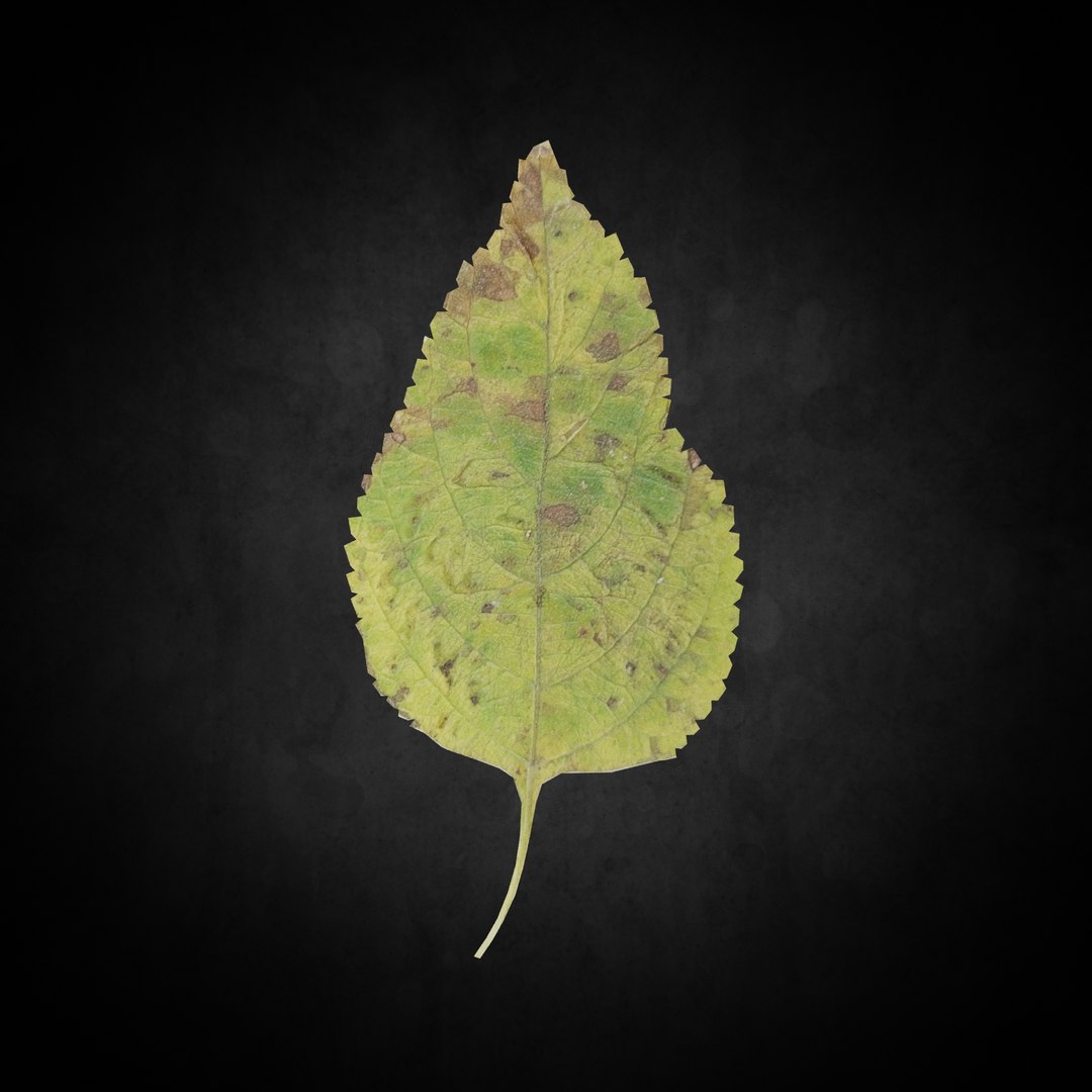 Low Poly Leaf 095 3D Model - TurboSquid 1852573