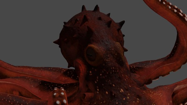 modelo 3d Pulpo y tentáculo de pulpo - TurboSquid 2118534