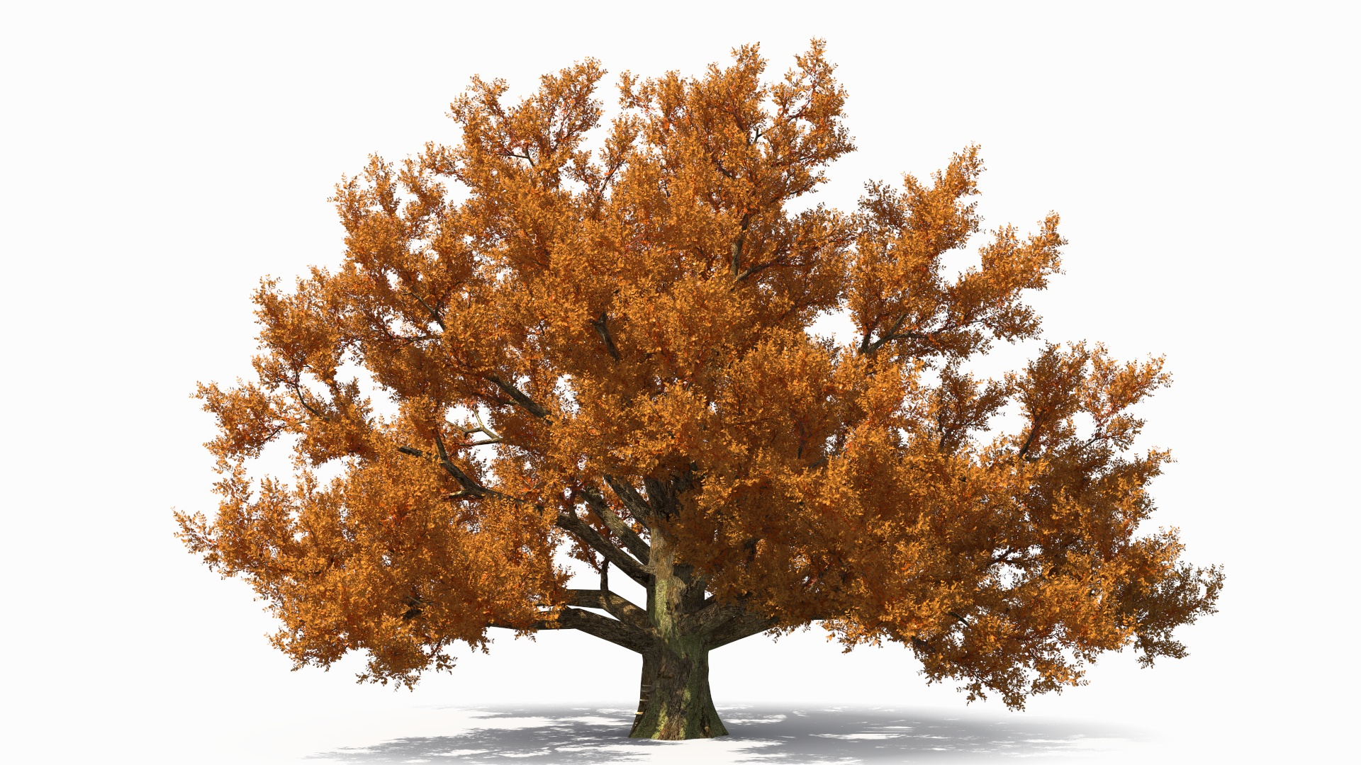 3D Model Autumn Oak Tree - TurboSquid 2201969